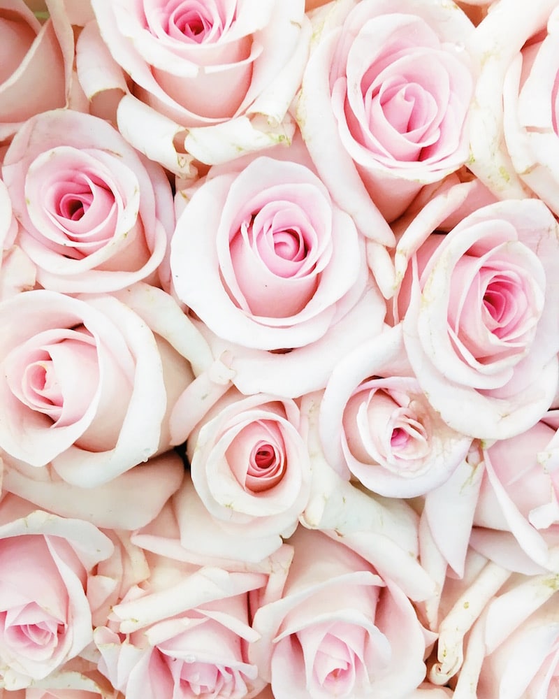 7 Rose Colored Things COCOCOZY